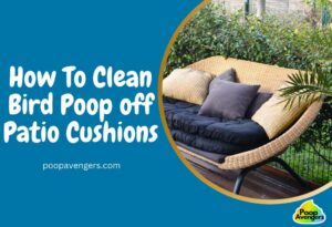 3 Home Remedies For Cleaning Bird Poop Off Patio Cushions – Cleaning ...
