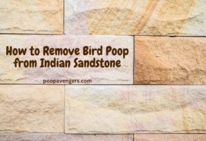 Removing Bird Poop from Indian Sandstone: 5 Effective Home Remedies ...